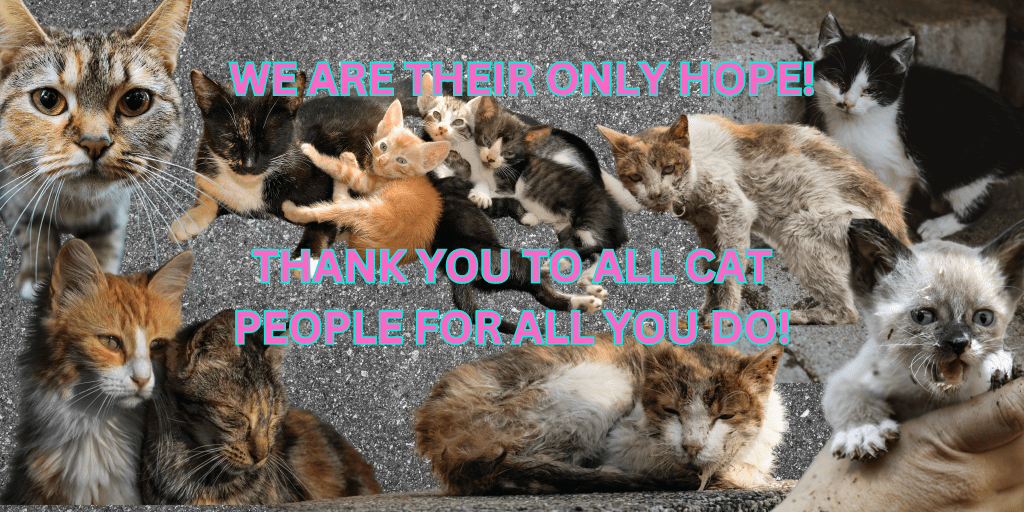 You Can Help Us Change The World and Save ALL the Cats! - Catlife247